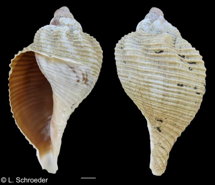 Alaskan-Shells